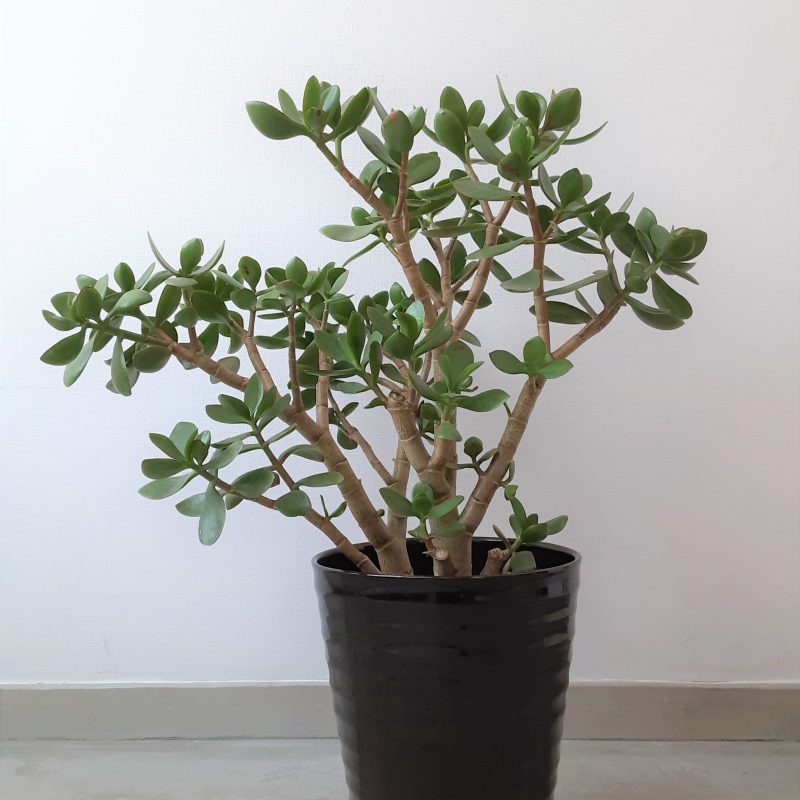 福岡観葉植物 – GO PLANT FUKUOKA